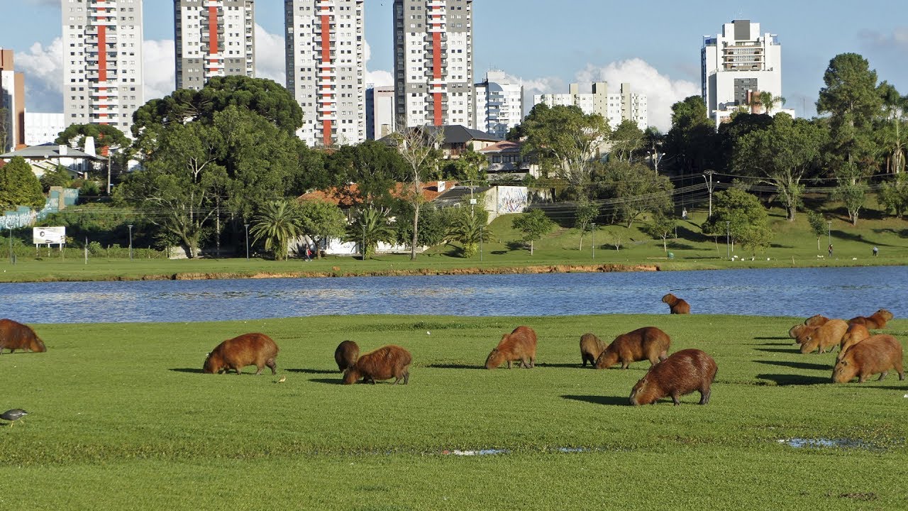CURITIBA | PARQUE BARIGÜI | Viajeros Gamba - YouTube