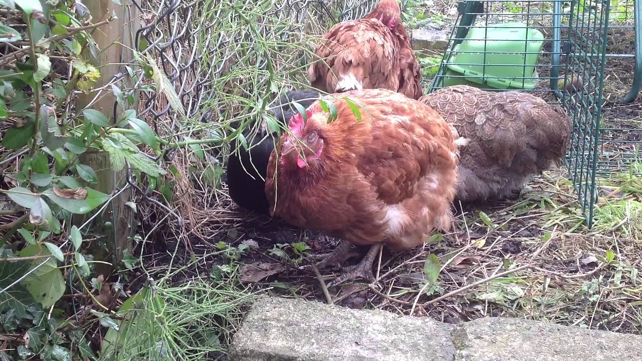 Snoring chicken - YouTube