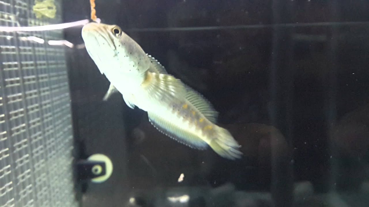 Channa pulchra / Peacock Snakehead Fish - YouTube