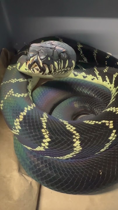 Beautiful female Boelen’s python at work! #snake #reptiles #beautiful ...