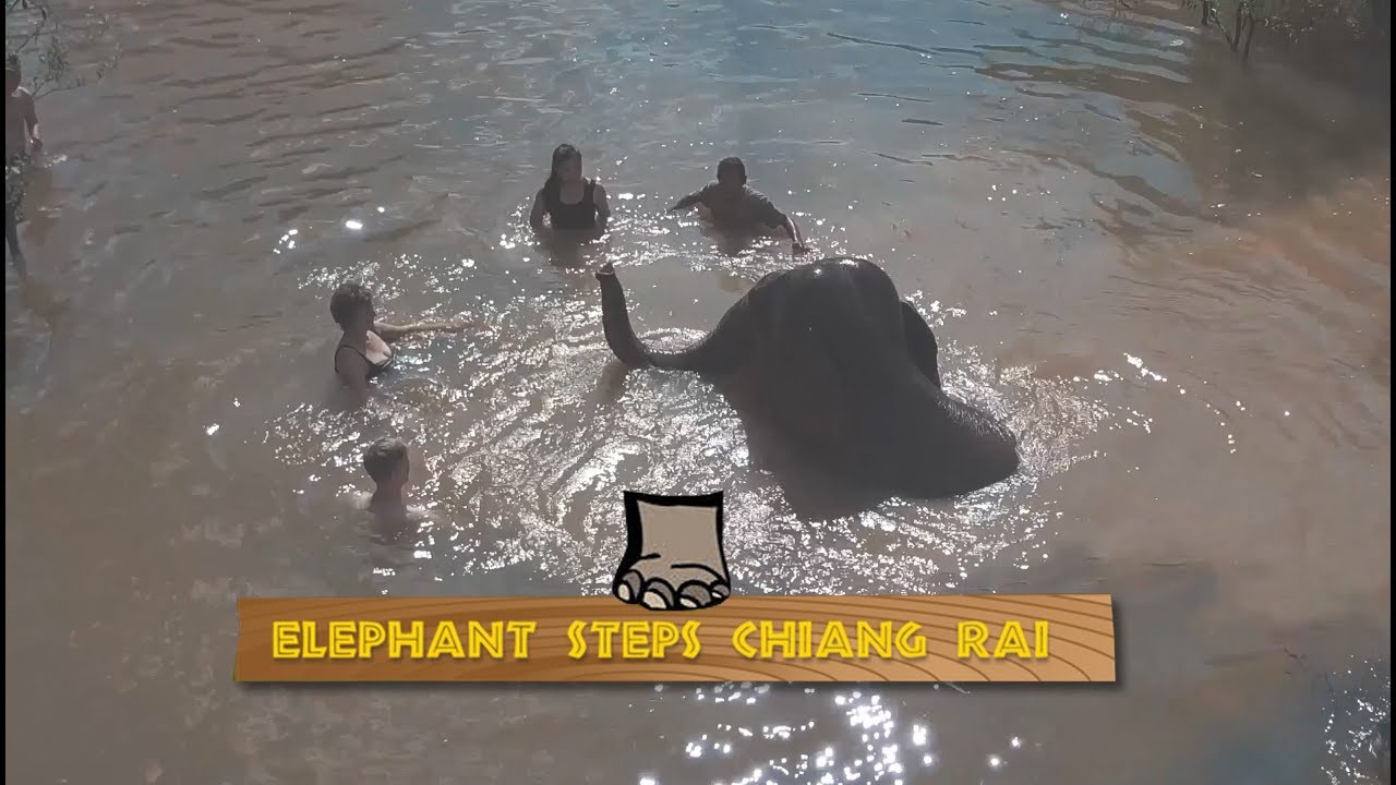 Elephant Steps Chiang Rai - YouTube