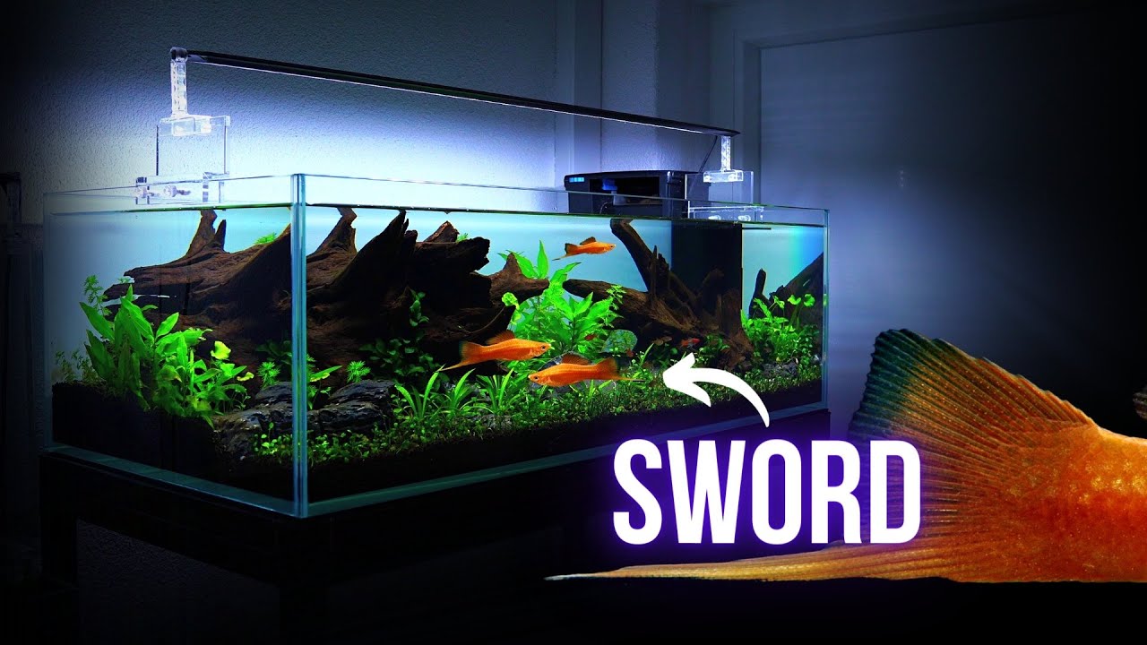 I added SWORD-TAIL FISH to PLANTED AQUARIUM | EP3 SHALLOW COMMUNITY ...