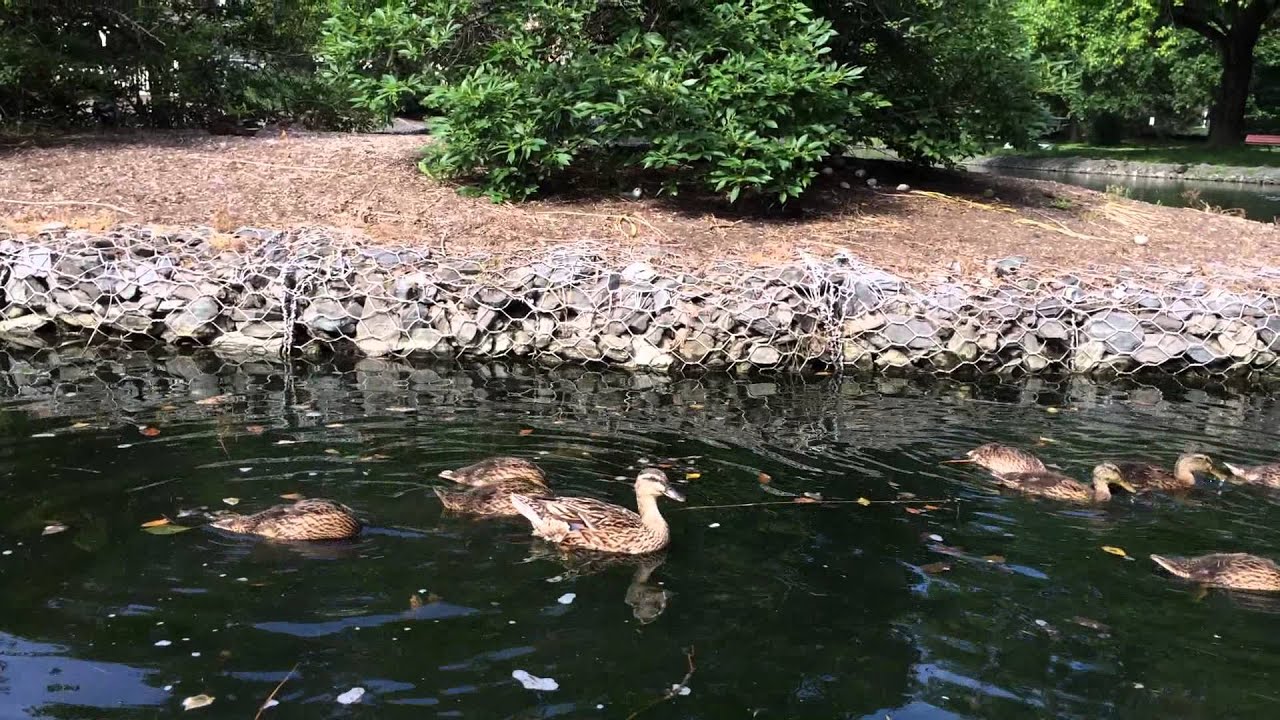 The Arabic Word of the Day: Duck - YouTube