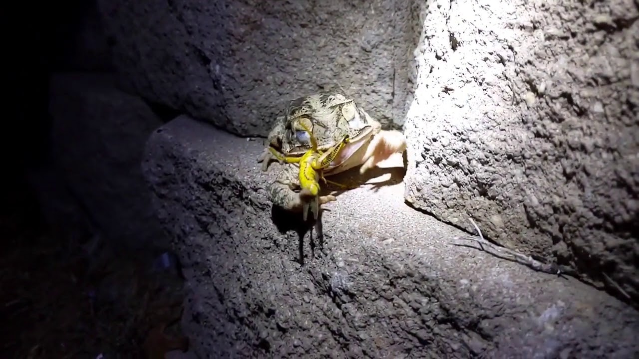Gulf coast toad eating grasshopper in slow mo - YouTube