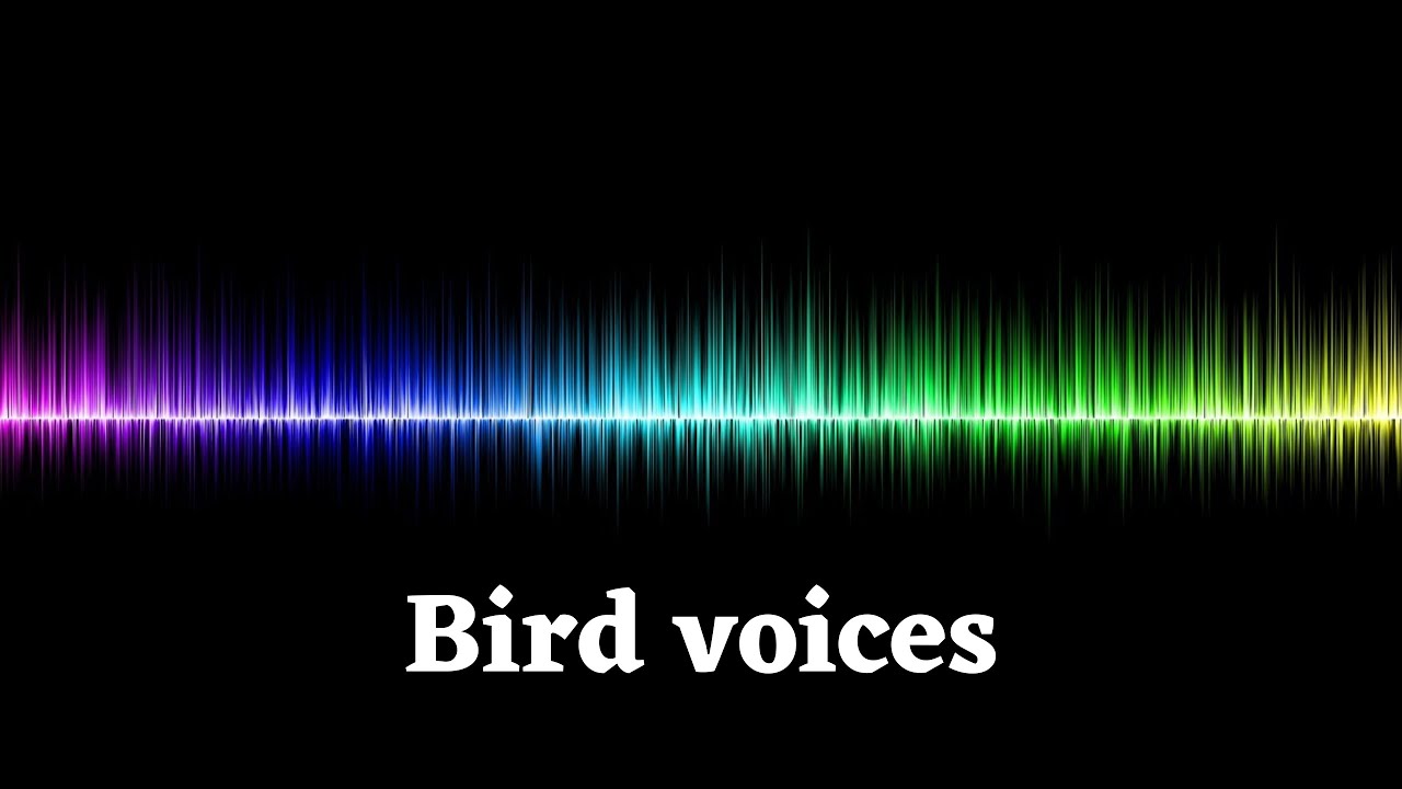 Bird voices. Free sound effects - YouTube