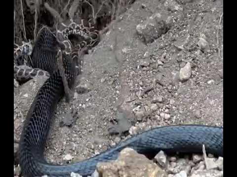 Snake Eat Big Python | Eastern Indigo Snake Eat Big Python - YouTube