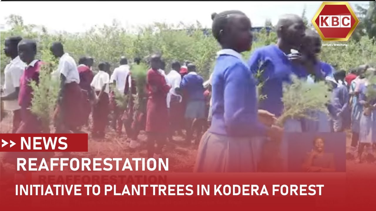 Initiative to plant trees in Kodera Forest launched - YouTube