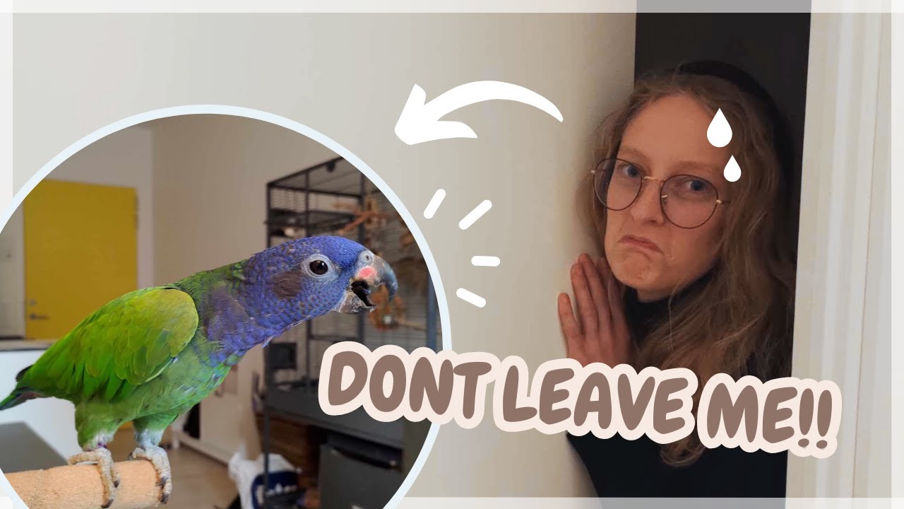 How to teach your parrot to be home alone - Our leaving routine - YouTube