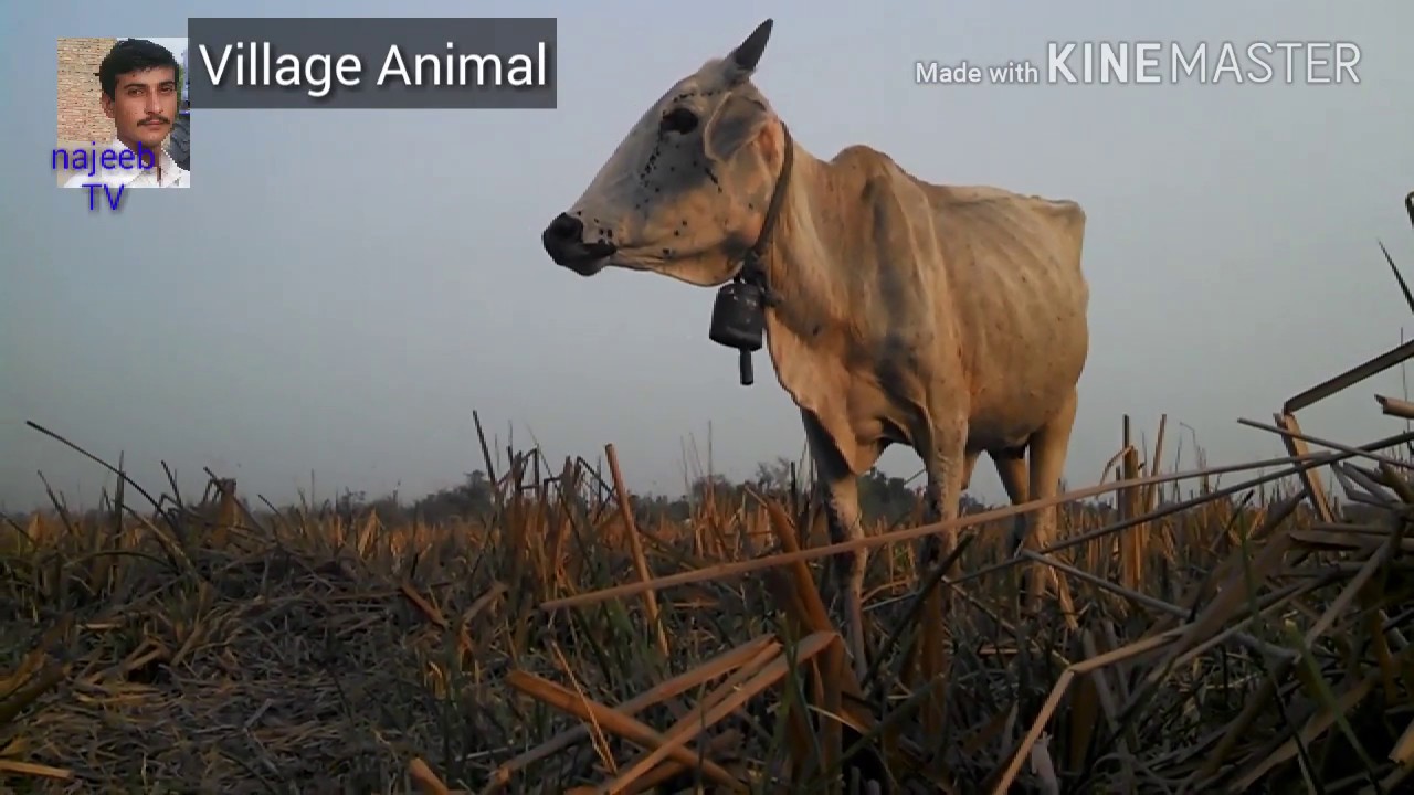 village walid animal doucomentry urdo - YouTube