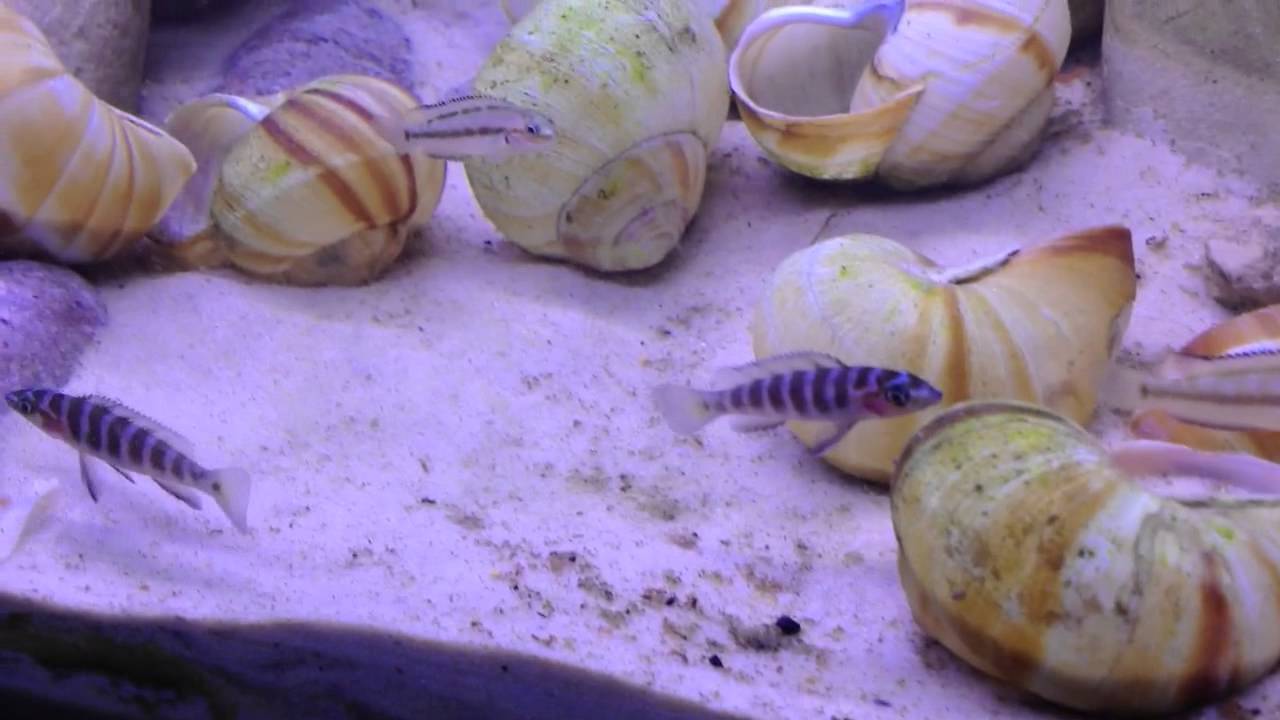 Tanganyika Shell Dweller and Cave Dweller Tank - YouTube