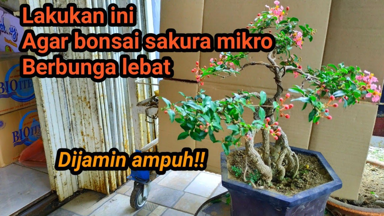 Trik agar bonsai sakura mikro berbunga lebat - YouTube