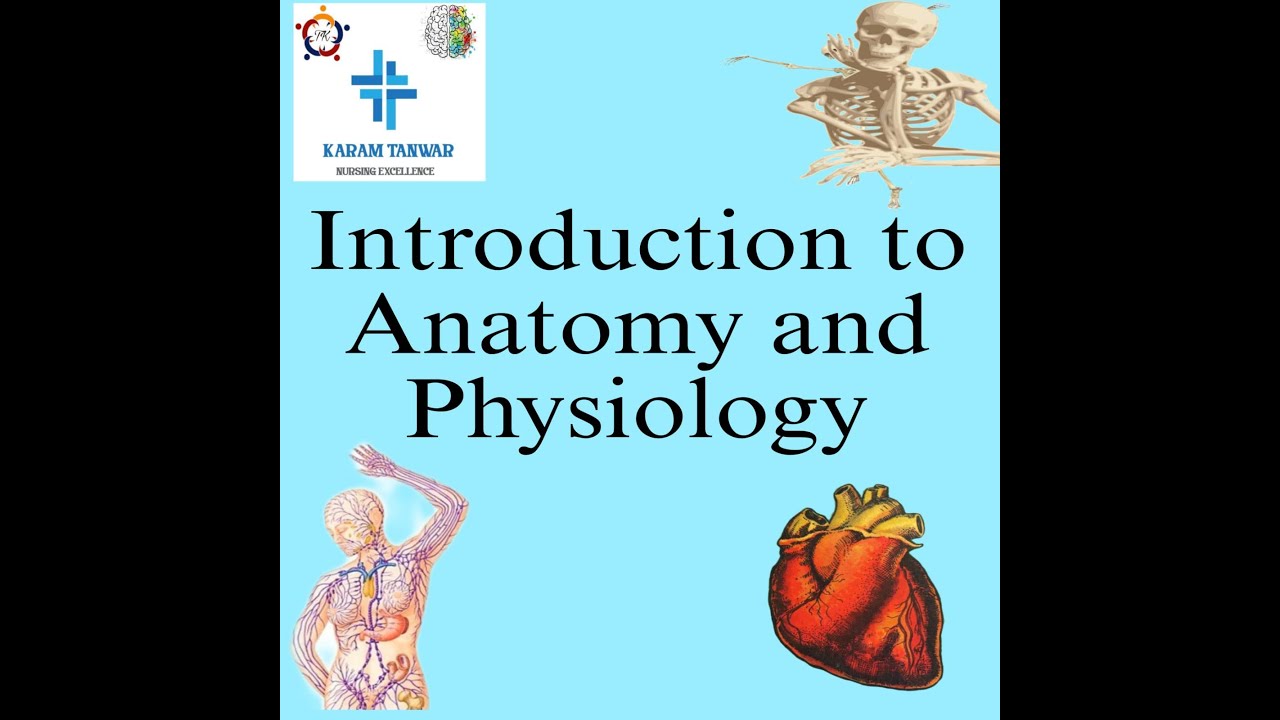 Basic introduction anatomy &physiology! anatomy of human body ... Basic introduction anatomy &physiology! anatomy of human body ...