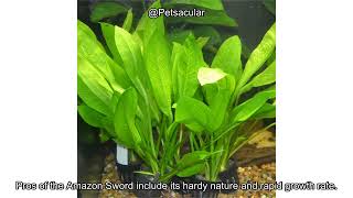 Amazon Sword Review: Is This the Best Live Aquarium Plant for Your Tank? 🌿🐠