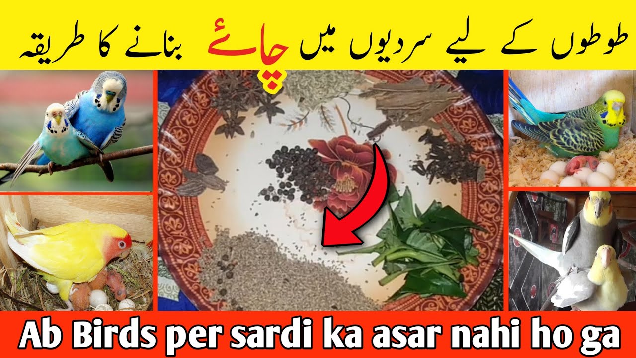 How to make tea for birds in winter | budgies parrots winter care ...