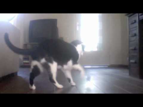 Woepie's Funniest Home Video - YouTube
