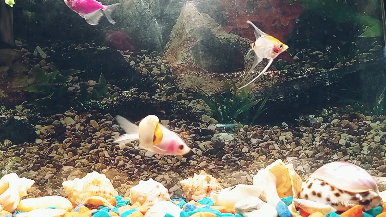 Relaxing-fish aquarium fish# relax#fish aquarium fish#snail - YouTube