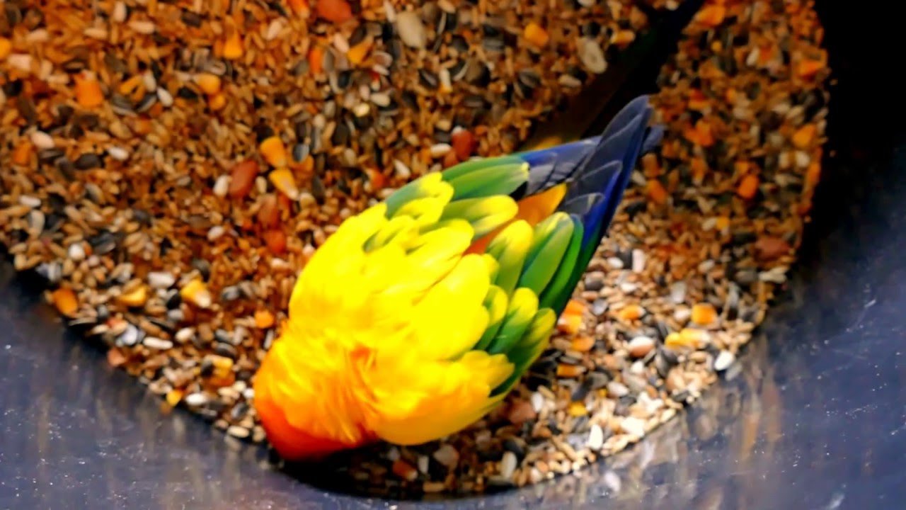 A Sun Conure In 25 kg's of Seed - YouTube