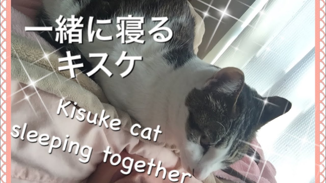 キスケ猫と一緒におやすみ☆Good night with Kisuke cat ☆ - YouTube