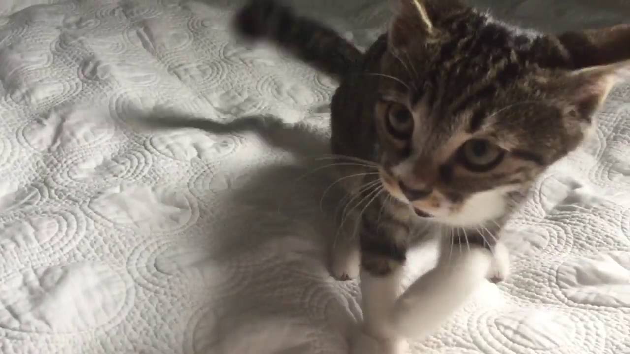 奮い起つ仔猫。Cheer up kitten. - YouTube
