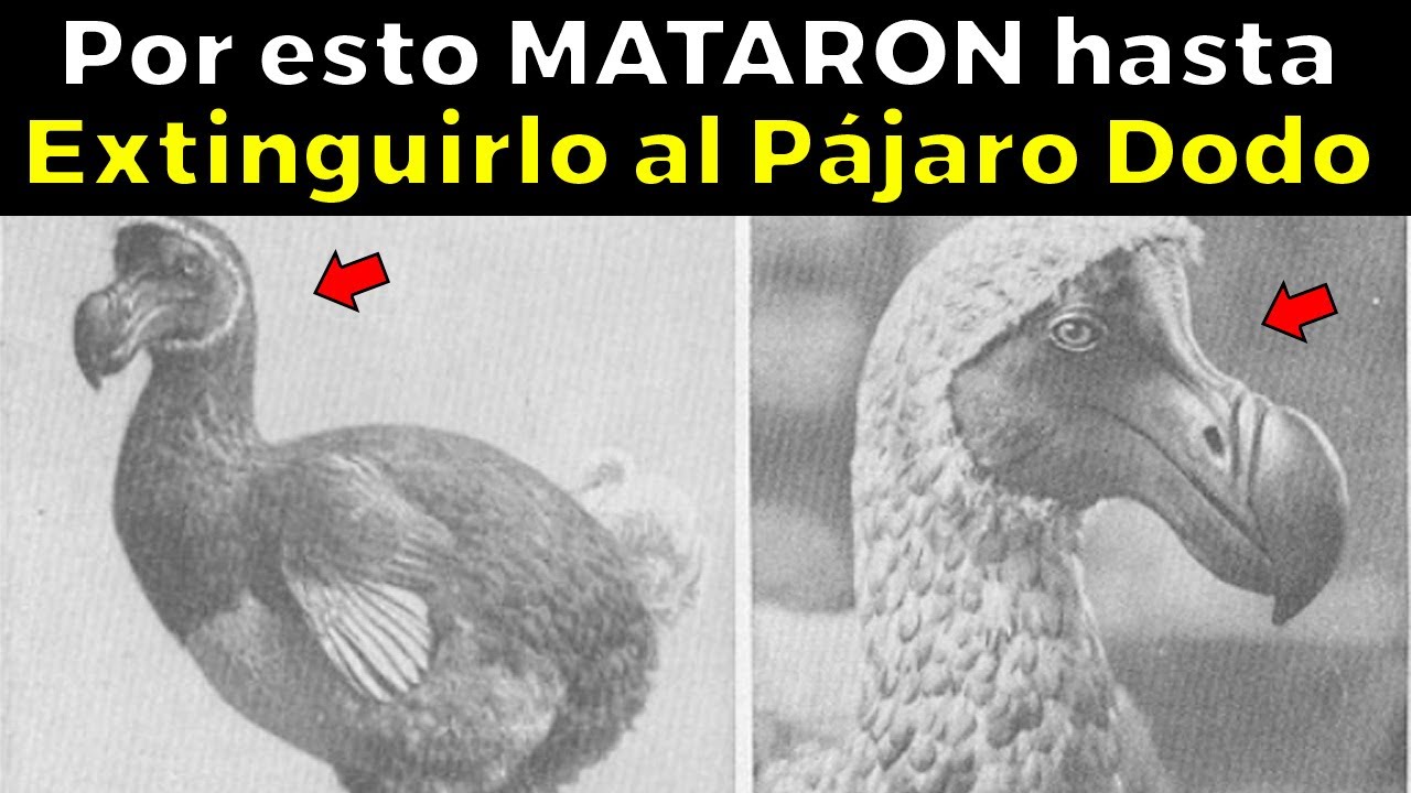La Triste Historia del Pájaro Dodo - YouTube