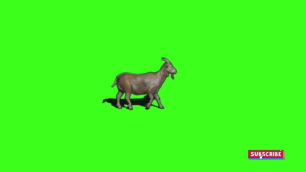 sheep green screen - YouTube