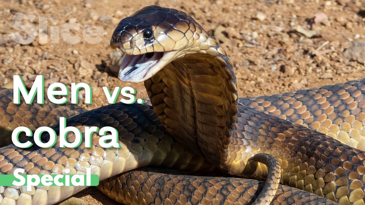 Dangerous confrontations with cobras I SLICE - YouTube
