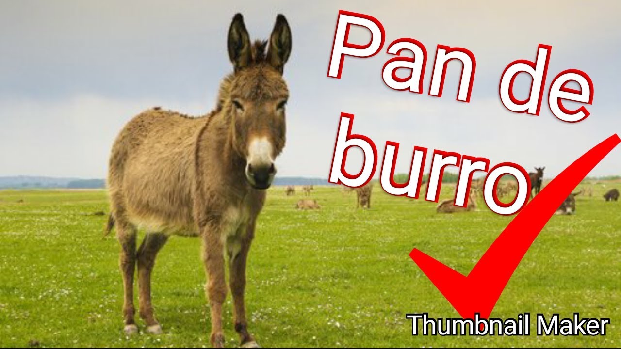 Pan de burro. ¿Por qué le dicen así? Mi explicación. - YouTube