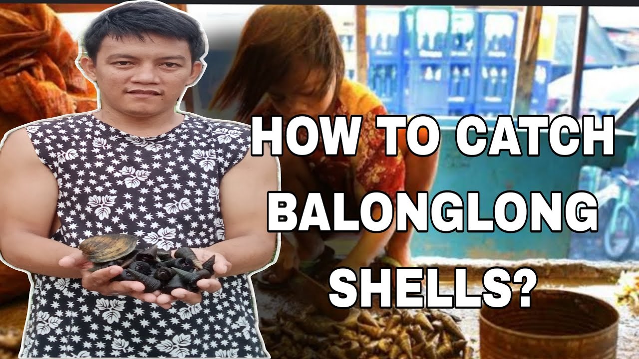 How to catch balonglong shells?l Paano manghuli ng balonglong shells ...