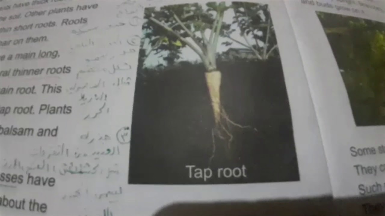 4th grade- Science- Investigating Plants - YouTube