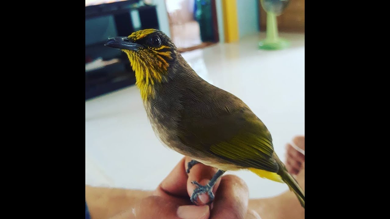 Suara merbah Lekir GANAS gacor tanpa henti - YouTube