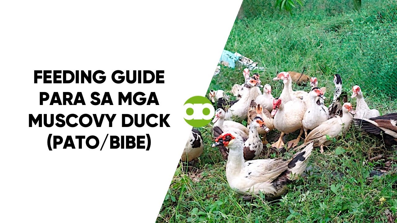 Feeding Guide Para sa Mga Muscovy Duck (Pato o Bibe) - YouTube