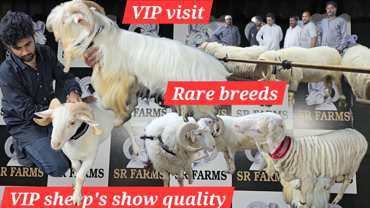 Top & extreme quality vilayati sheep's in Moghalpura | pure Marino ...