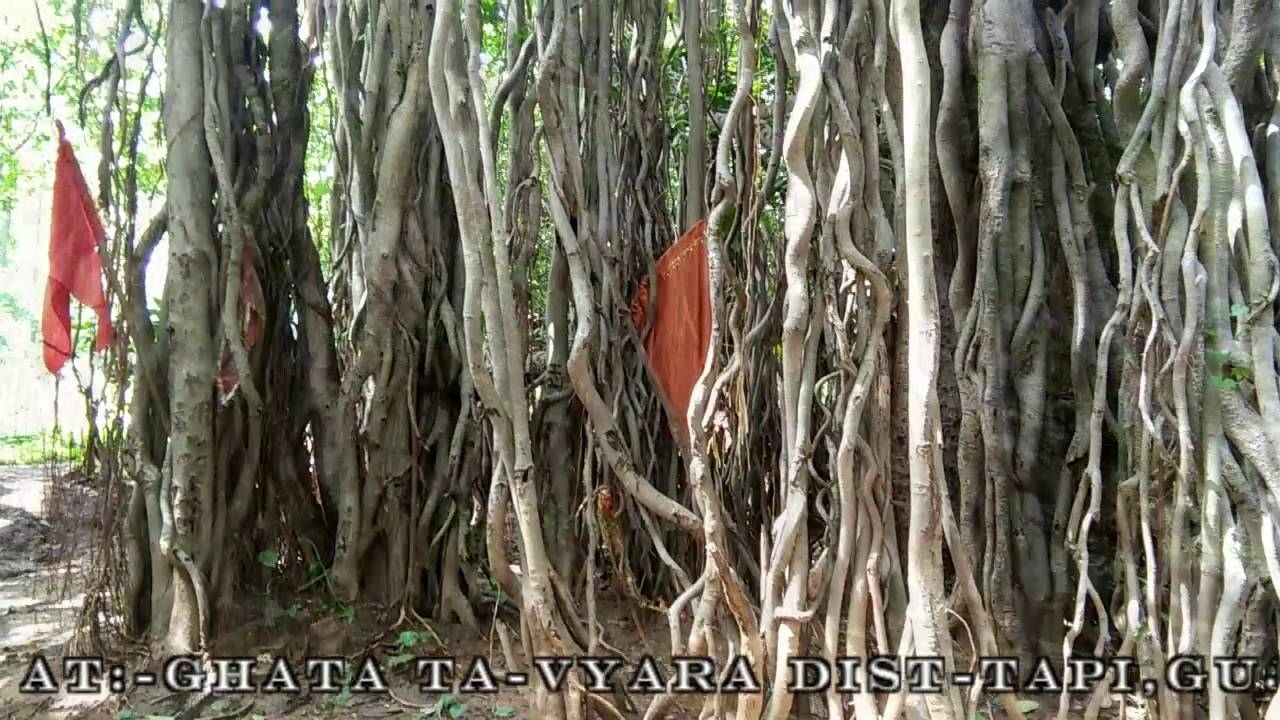 Amazing tree (400 years old banyan Tree),Ghata,Vyara- Gujarat - YouTube