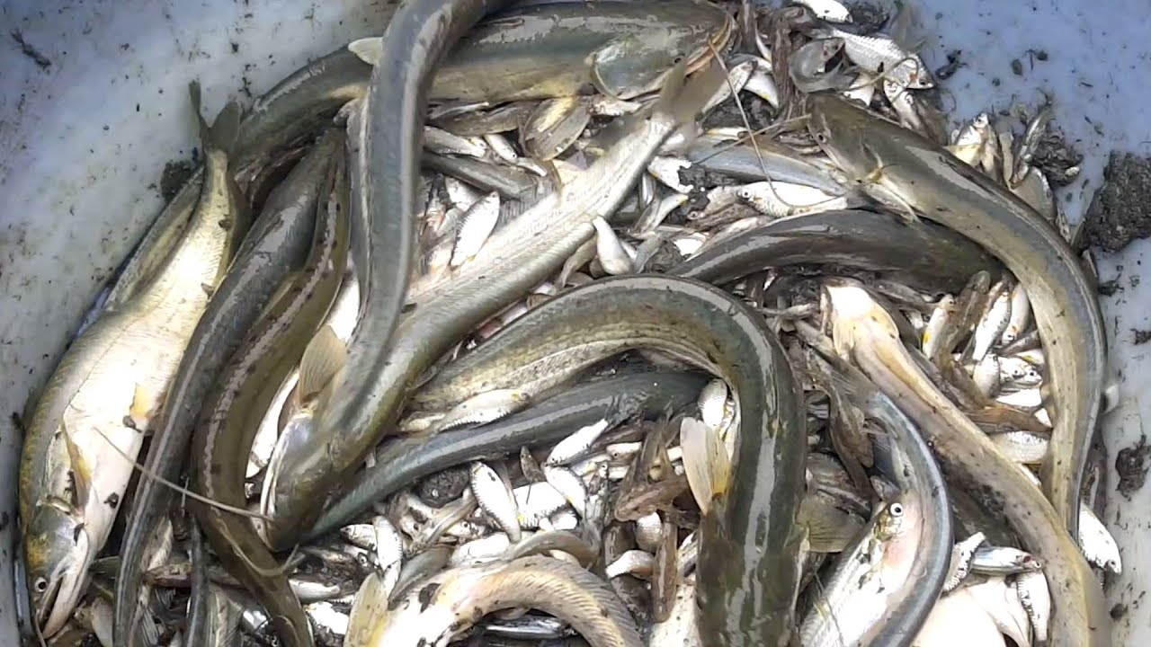 Mashallah this is like Boal fish fair, Boal fishing is a wonderful ...