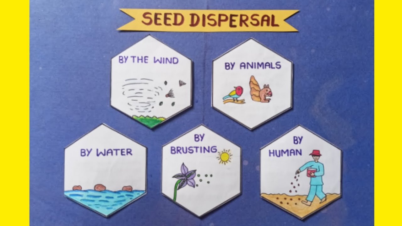 Seed dispersal project / how make seed dispersal project drawing / seed ...