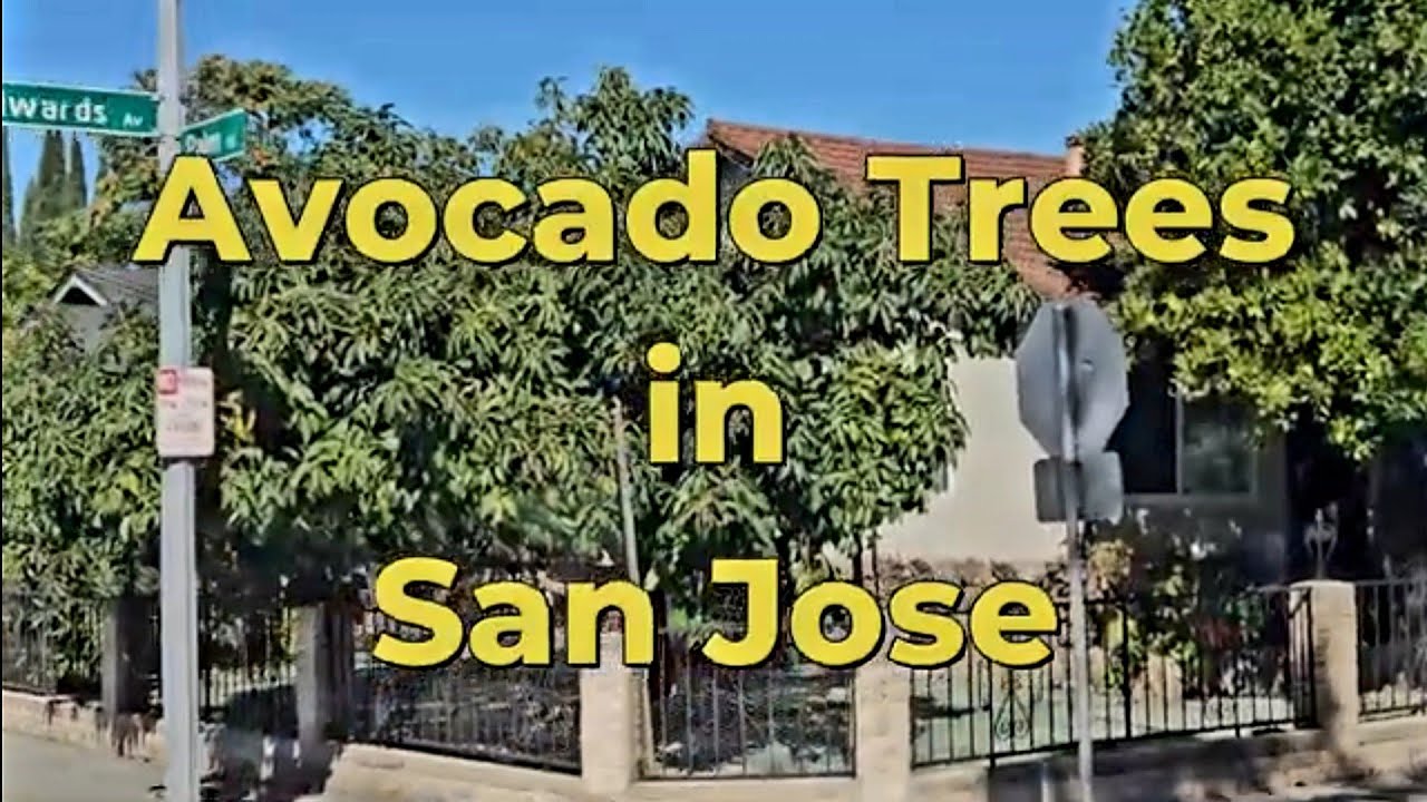 🥑Avocado🥑 Trees in San Jose - YouTube