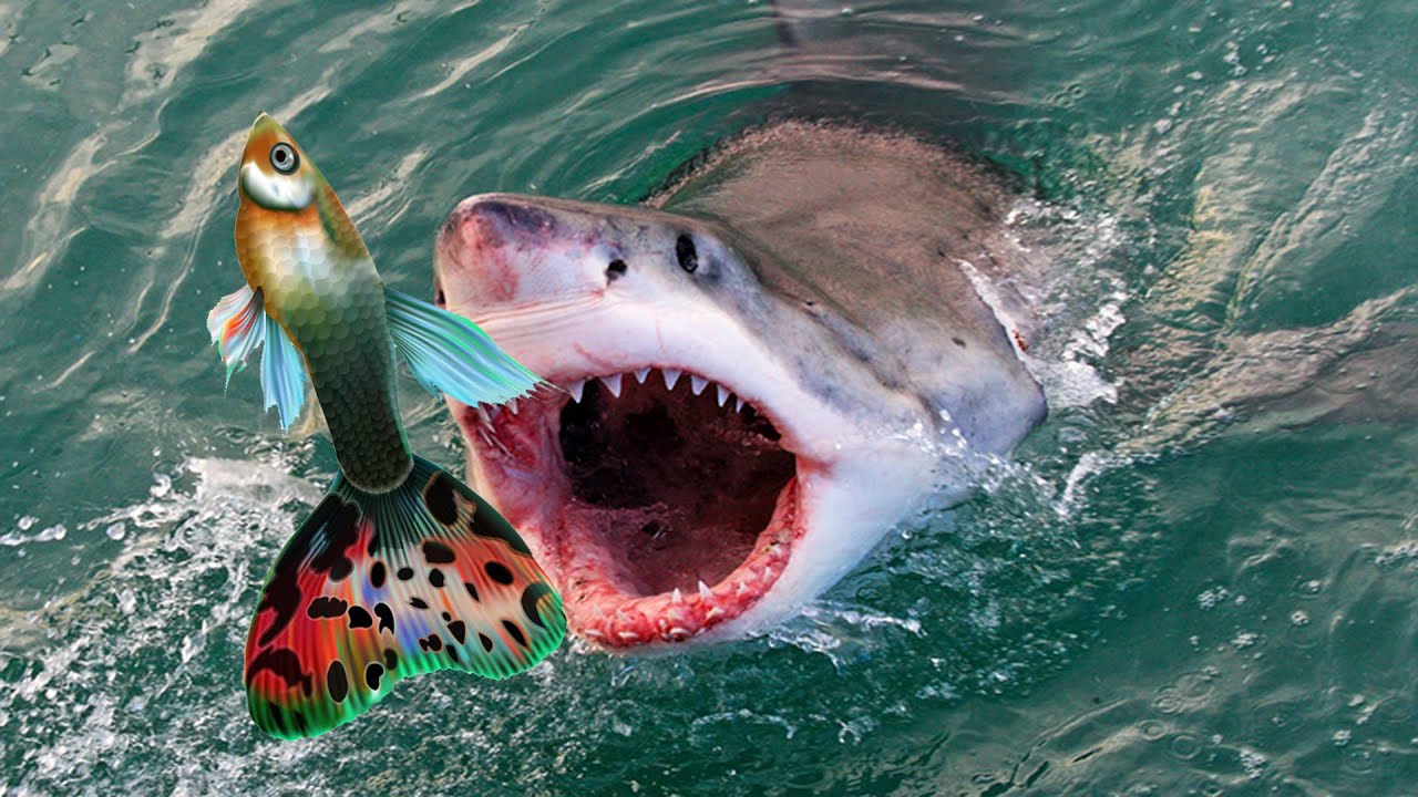 The Most Ferocious Fish in Deep Sea - YouTube