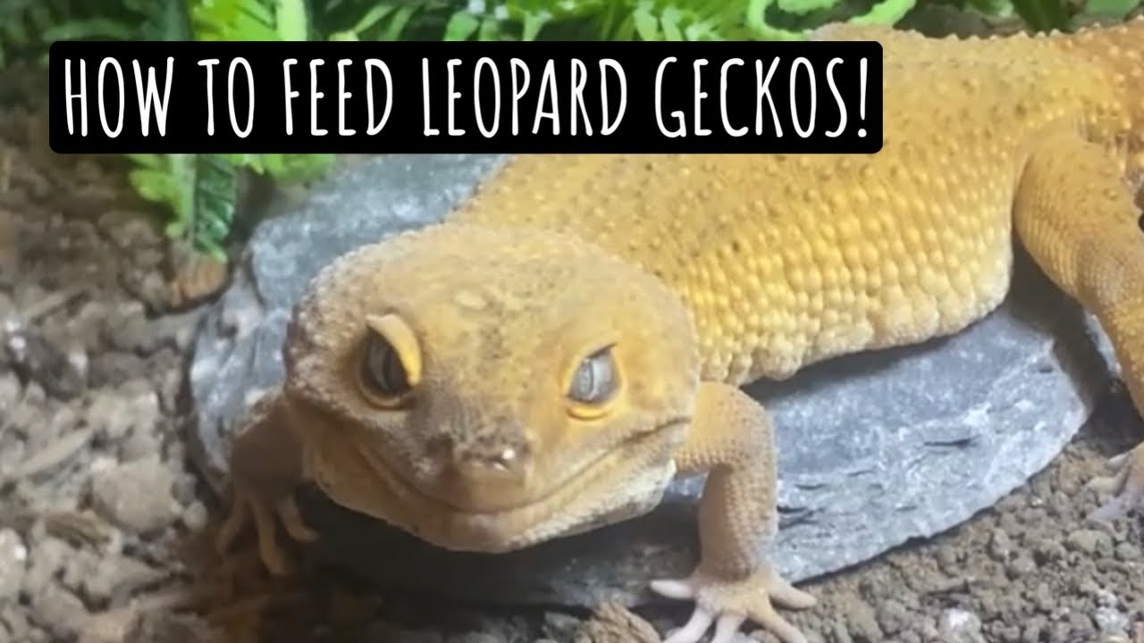 HOW TO FEED LEOPARD GECKOS! - YouTube