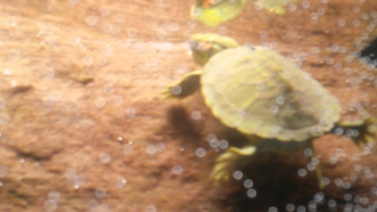 Tiny Turtle - YouTube