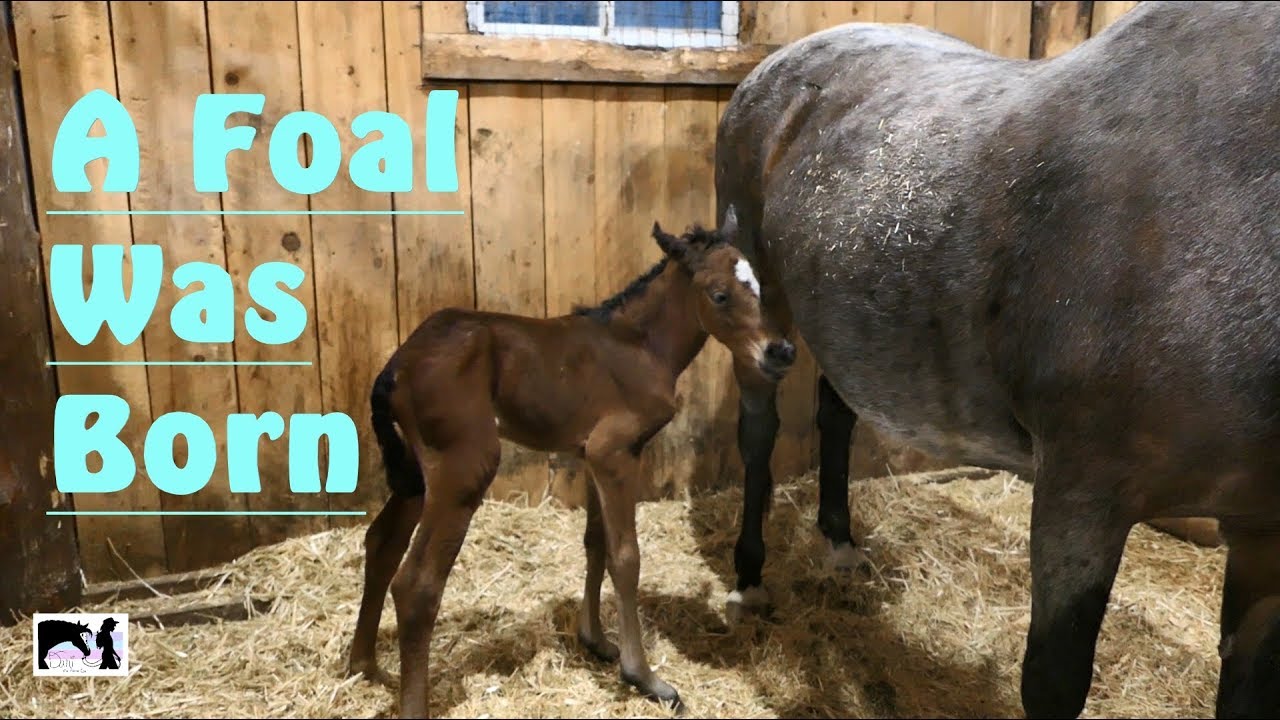 A Foal was Born! - YouTube
