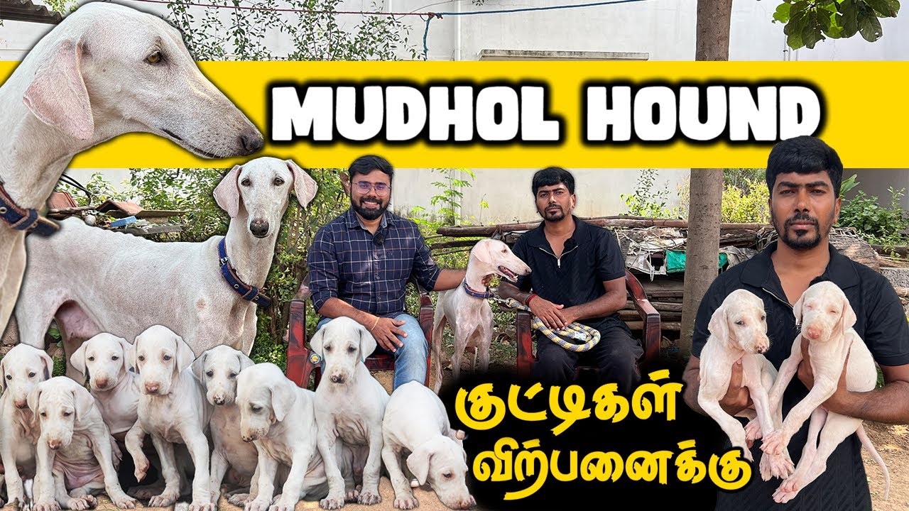 Mudhol Hound Dogs for Sale | Coimbatore | Puppies for sale - YouTube