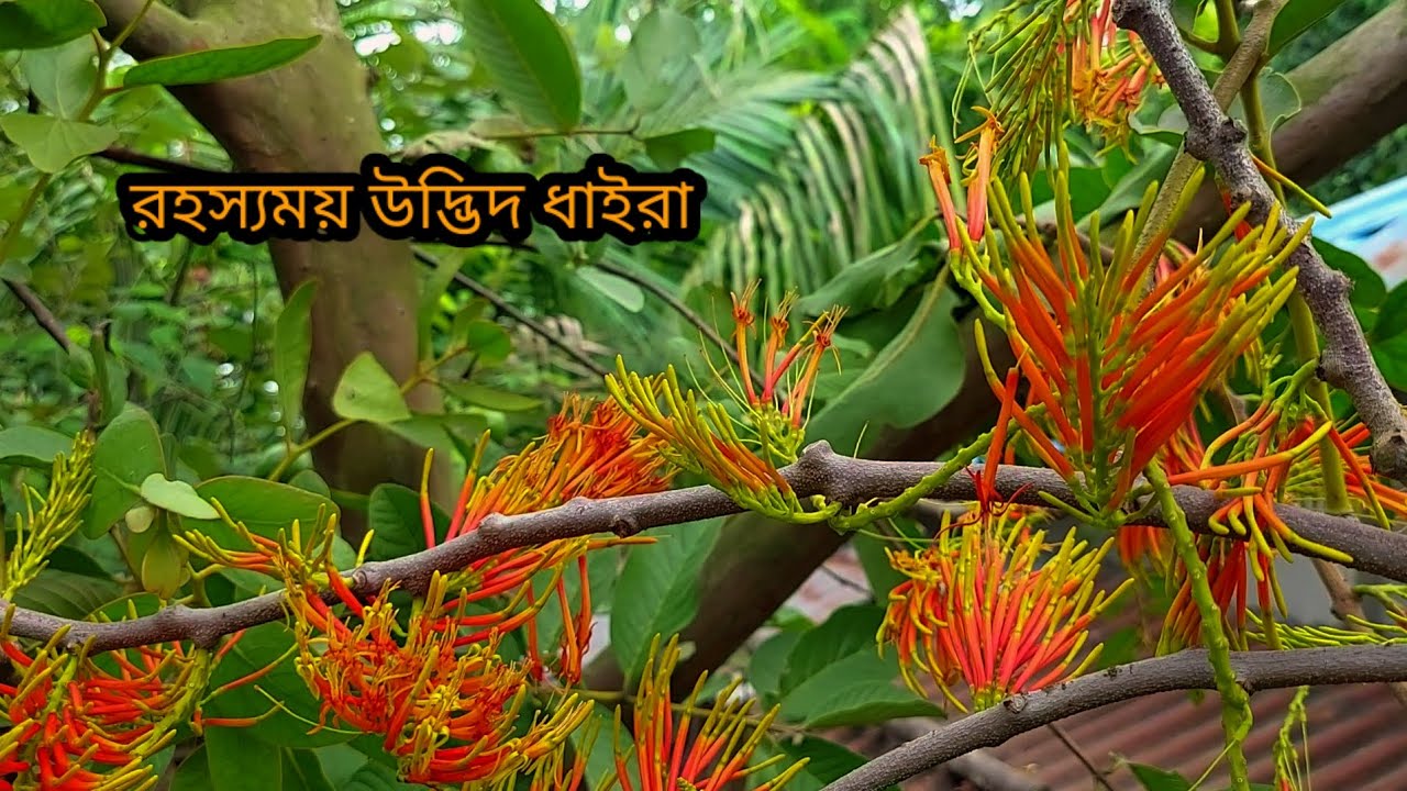 প্রকৃতির রহস্যময় উদ্ভিদ ধাইরা | Honey Suckled Mistletoe | Proma Rahman ...