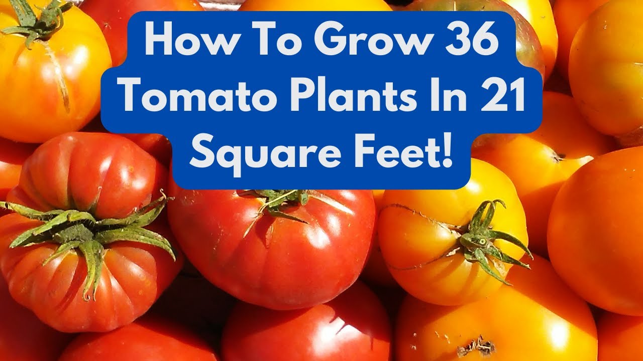 How To Grow 36 Tomatoes in 21 Square Feet!!! - YouTube
