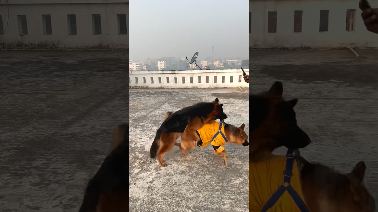 German shepherd vs German shepherd | Heavy fight between Gsd | German ...