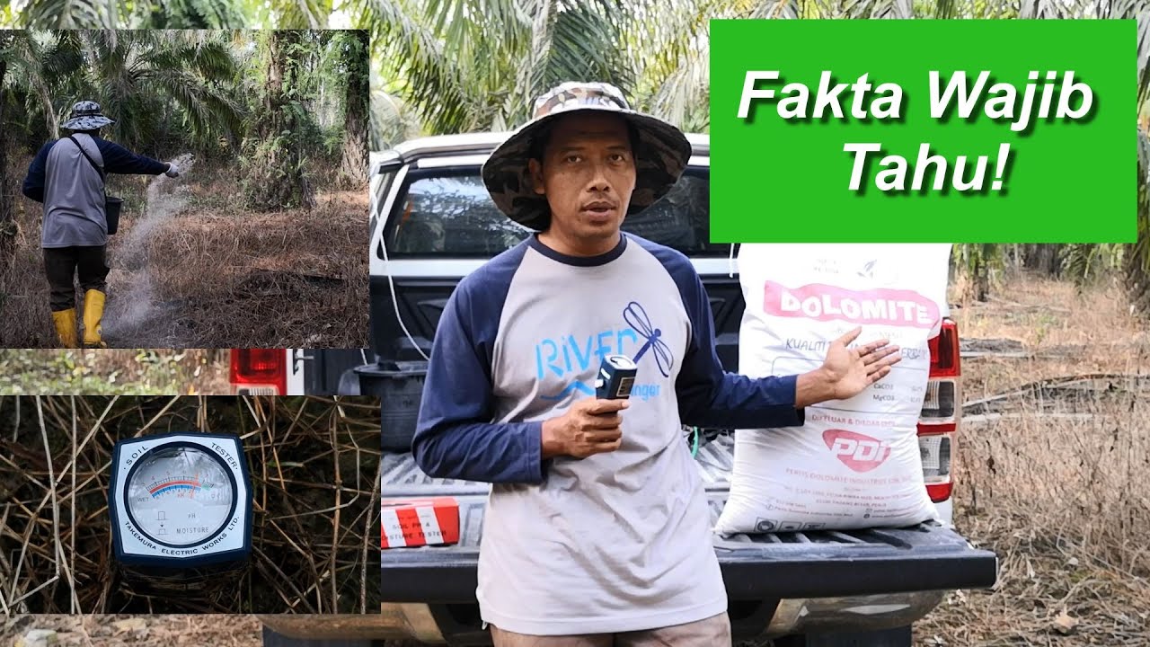 Fakta wajib tahu sebelum tabur Dolomite dalam kebun Kelapa Sawit - YouTube