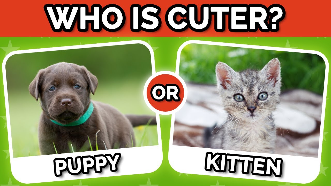Pick One, Kick One - 🐶🐱 Animals Edition! - YouTube
