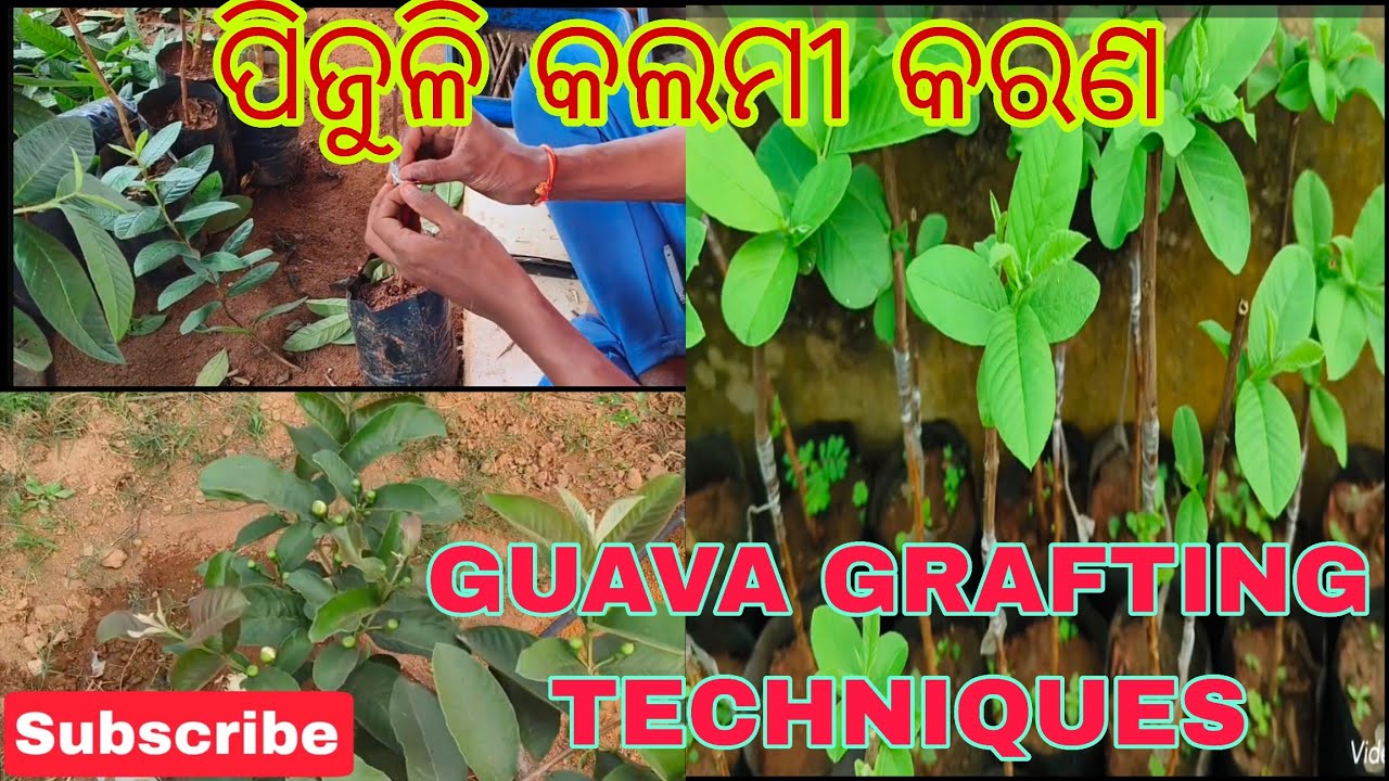 HOW TO DO GRAFTING OF GUAVA PLANT#NEW GRAFTING METHOD#VIRAL#trending ...