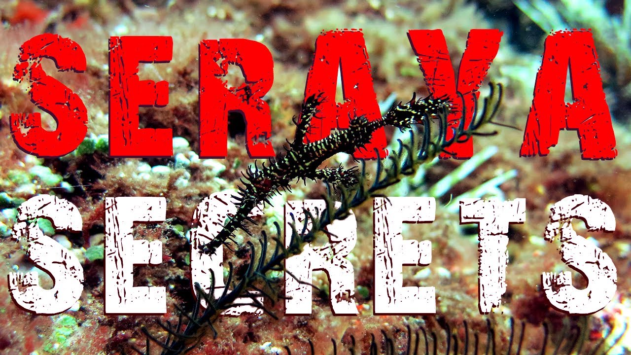 Diving Seraya Secrets in Bali - Muck diving paradise in Indonesia - YouTube