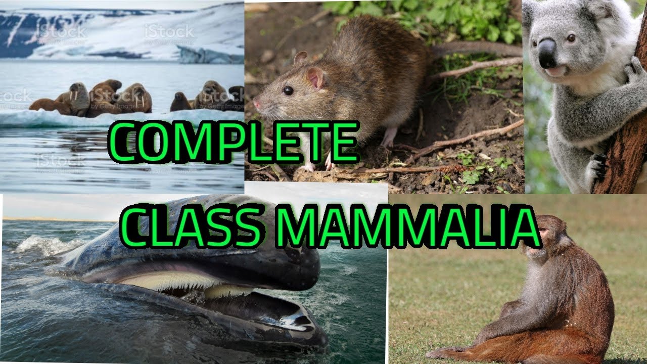 Complete class Mammalia | For CEE - YouTube