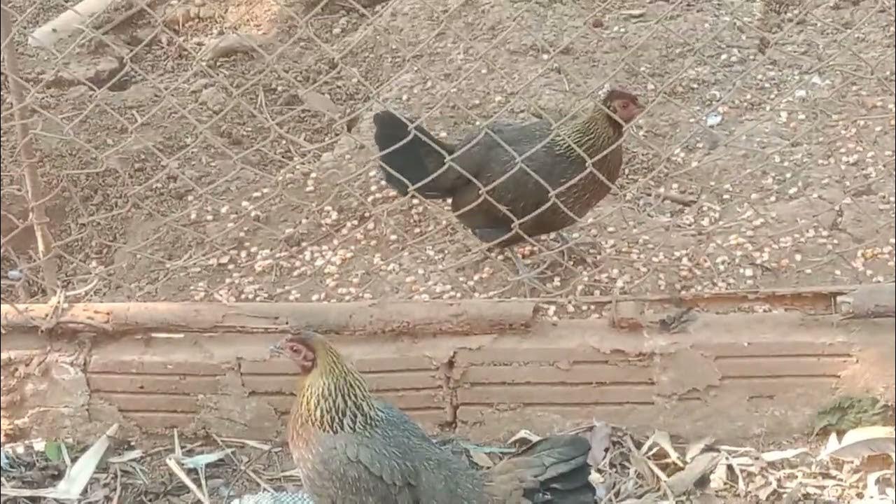 Hnub no rov los yees kuv cov qaib dib 💯% rau peb saib laug caij nyoog nawb, ( gà rừng sông mã ...